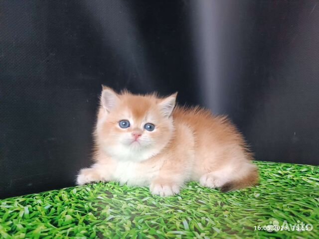 Британские малыши ny12, ny11