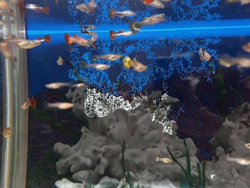 Аквариумные рыбки гуппи