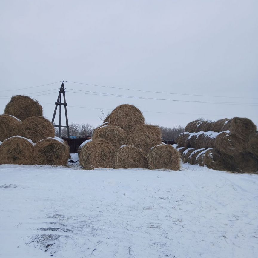Продам сено в рулонах