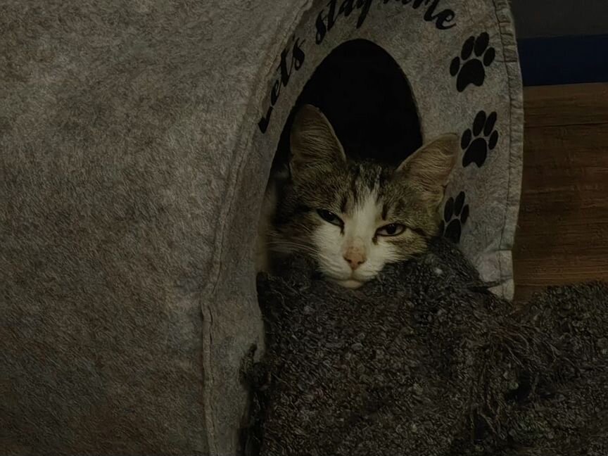 Потерянная кошка ищет дом