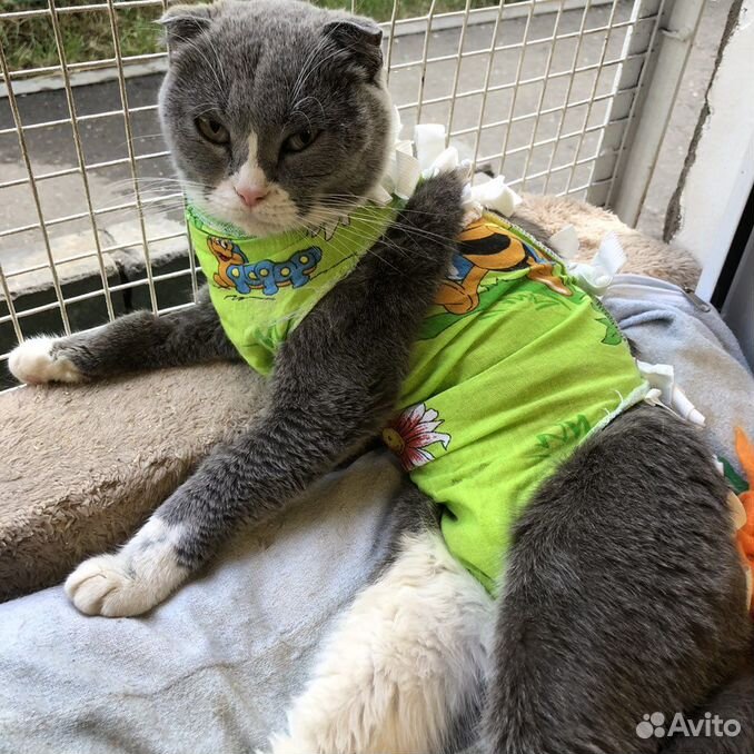 Вислоухая кошка молодая