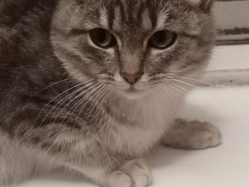 Котёночек ищет дом