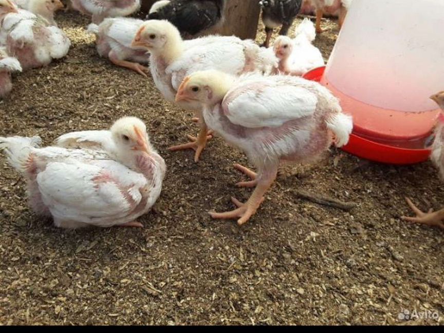Цыплята бройлеры 21 день