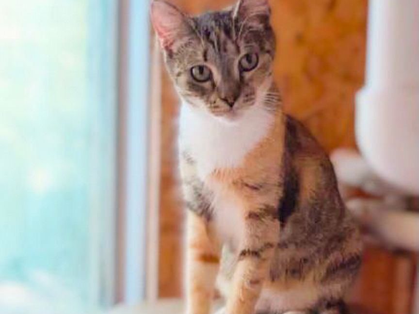 Катя Климова