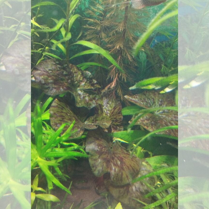 Нимфея тигровая