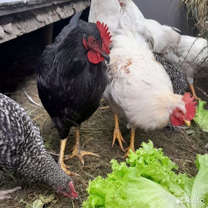 Продам молодых петушков