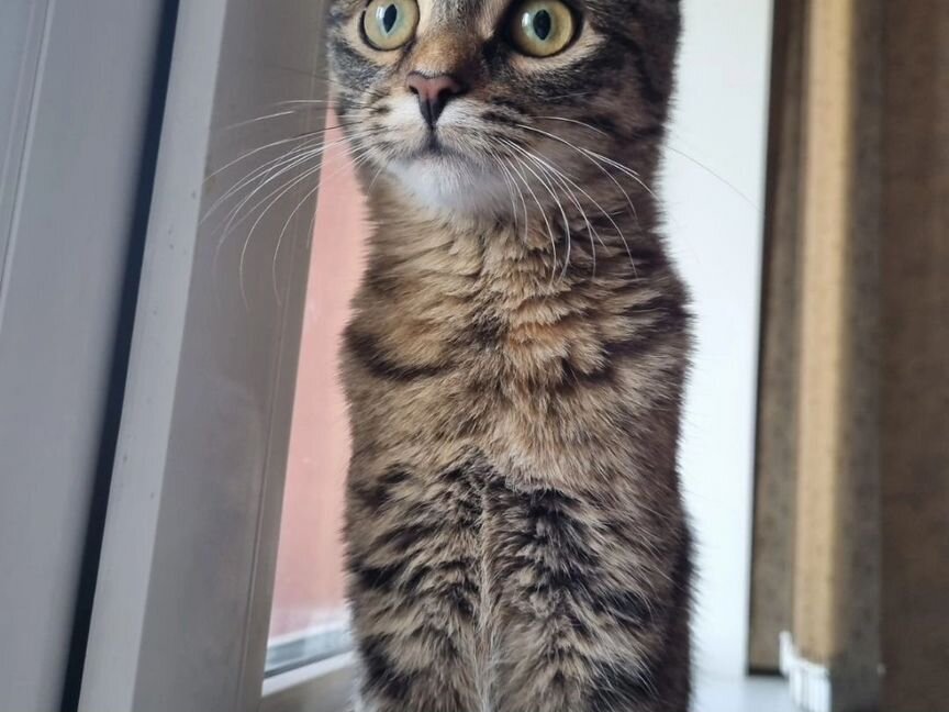 Котенок Рыся ищет семью