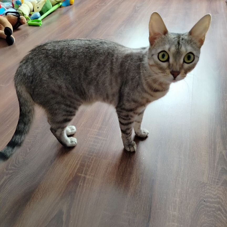 Кошка в дар бесплатно 3 года девочка