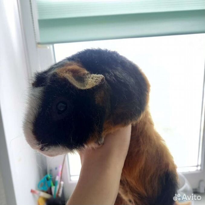 Морская свинка тедди