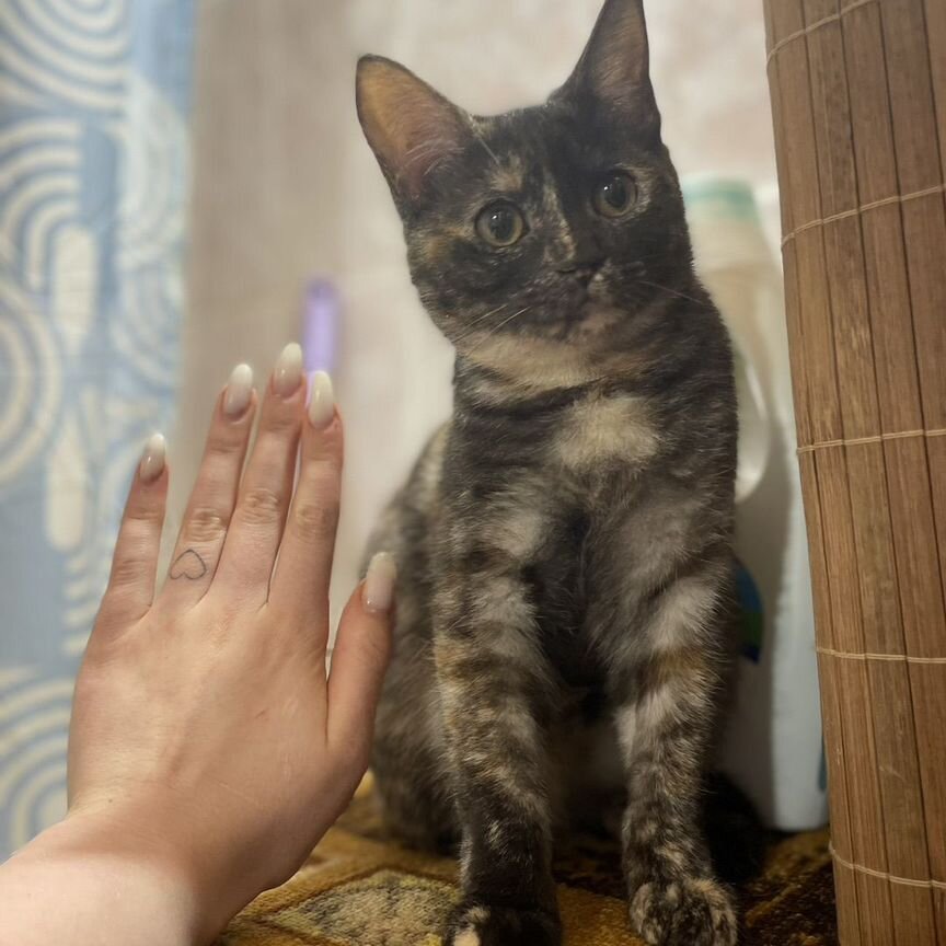 Котенок, кот, кошка, кошечка