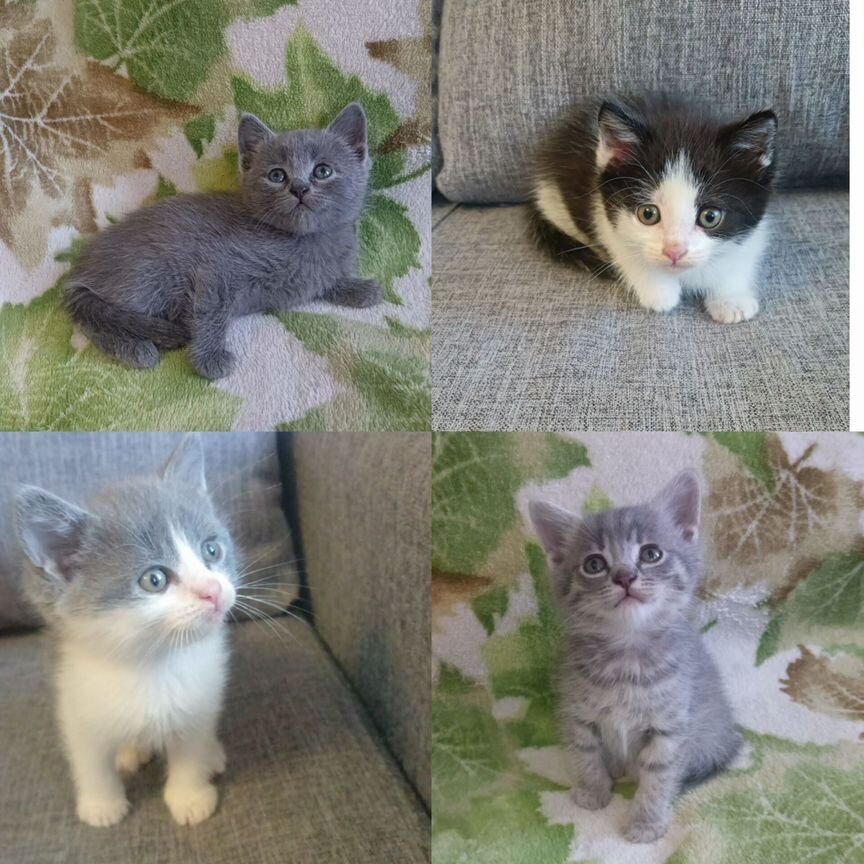 Котята в добрые руки