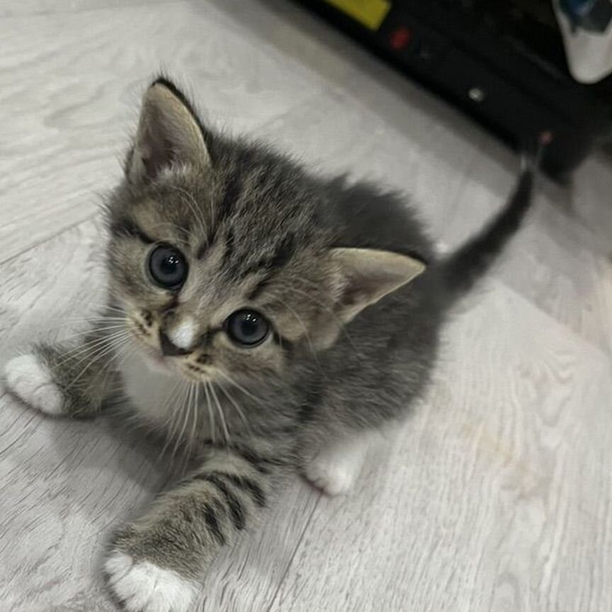 Котята