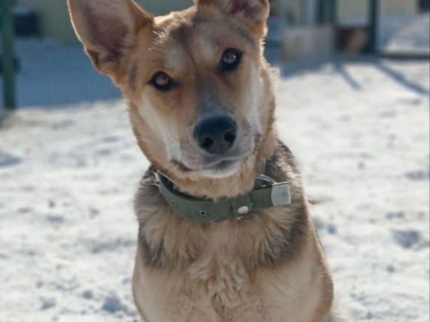 Собака в добрые руки