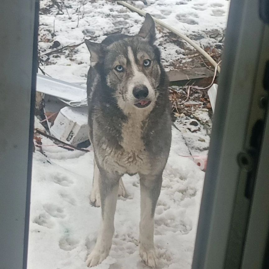 Хаски с лайкой смешаная