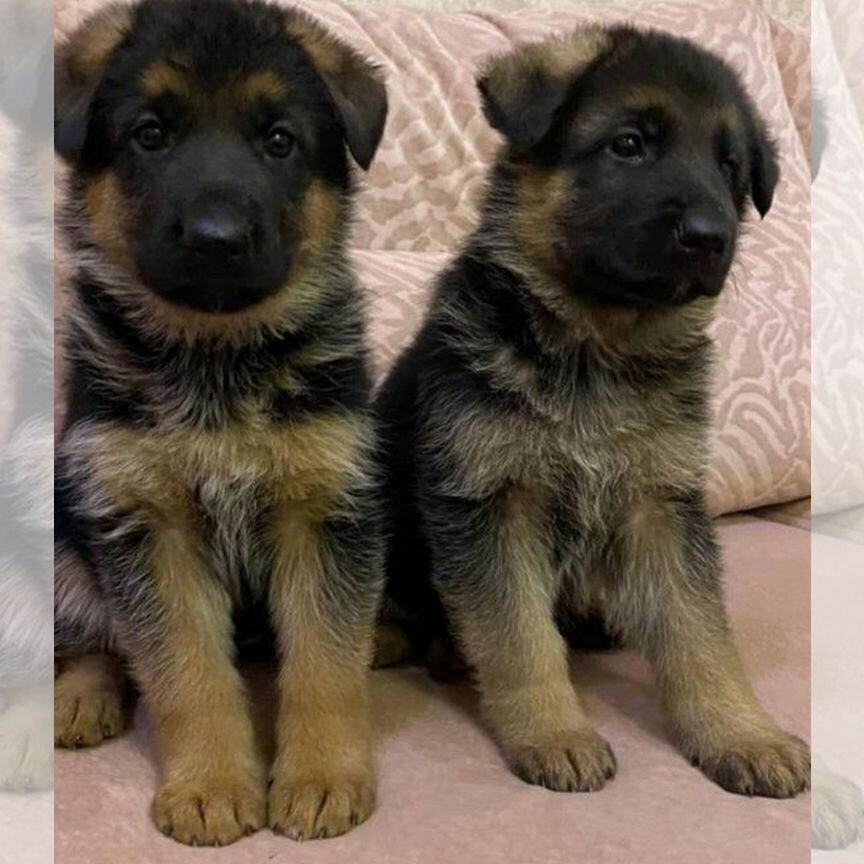 Немецкая овчарка, щенок