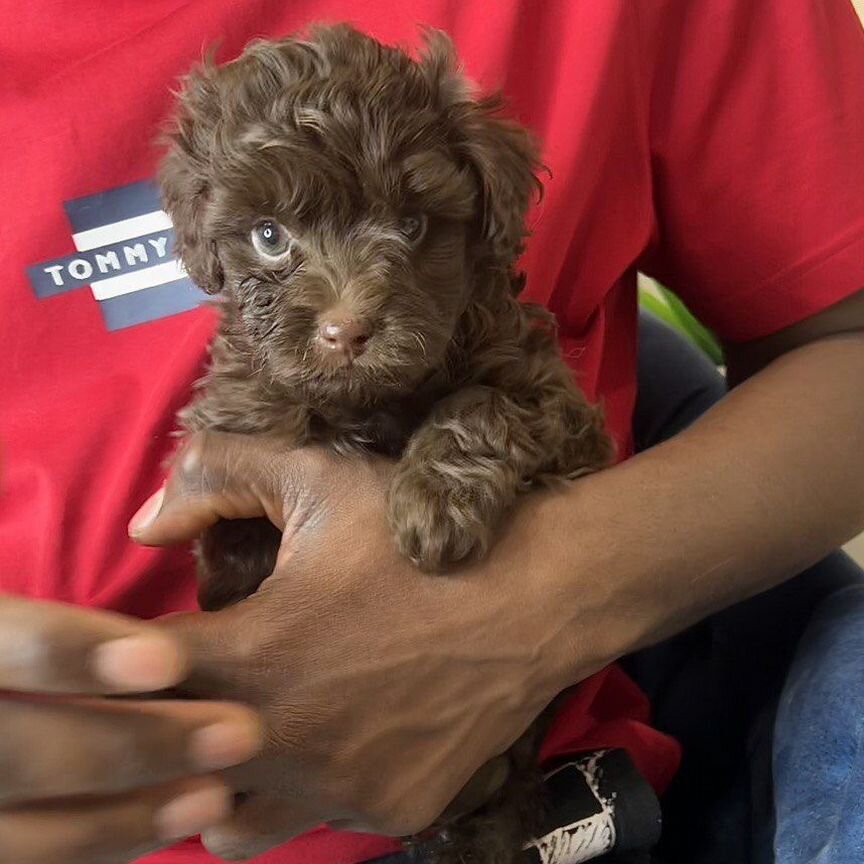 Мальтипу, щенок