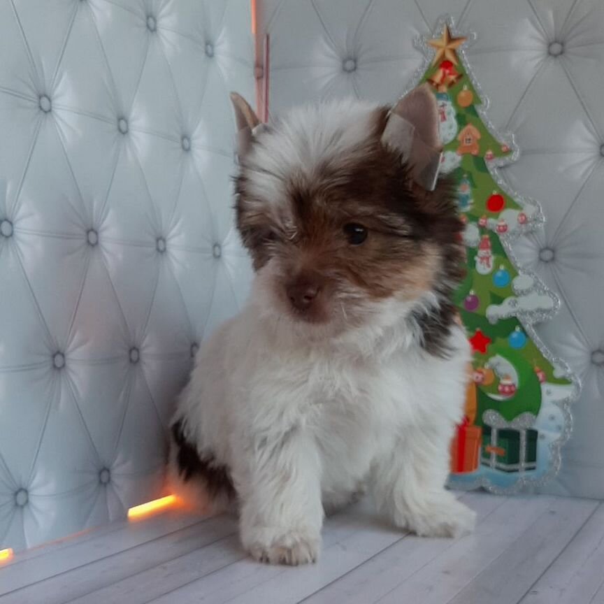 Йоркширский терьер щенки