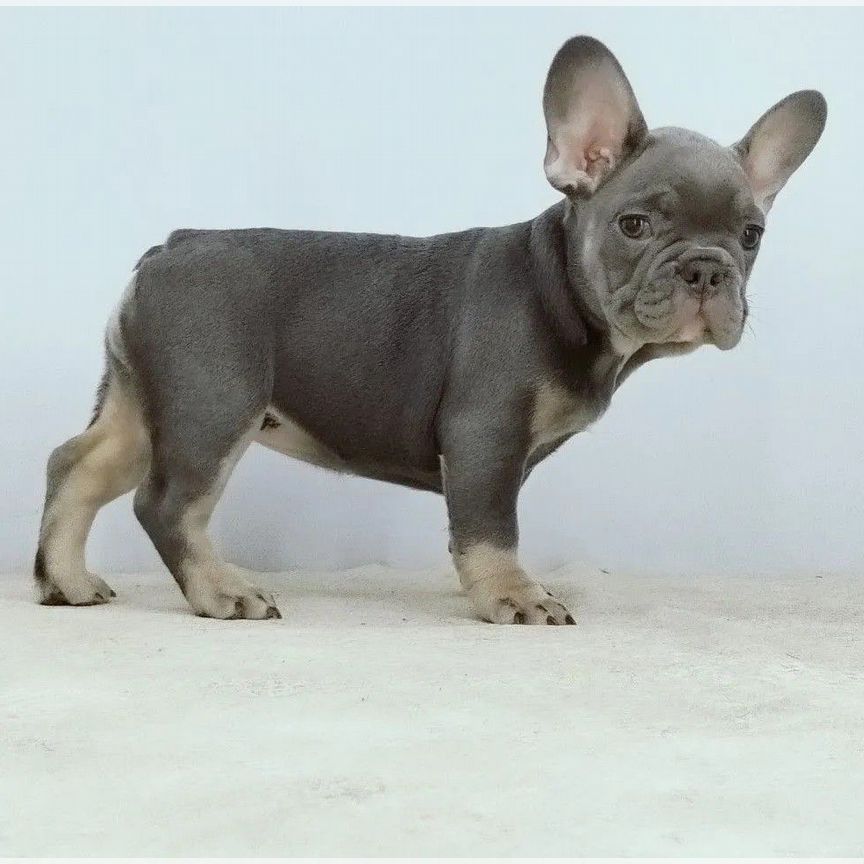 Французский бульдог, щенок