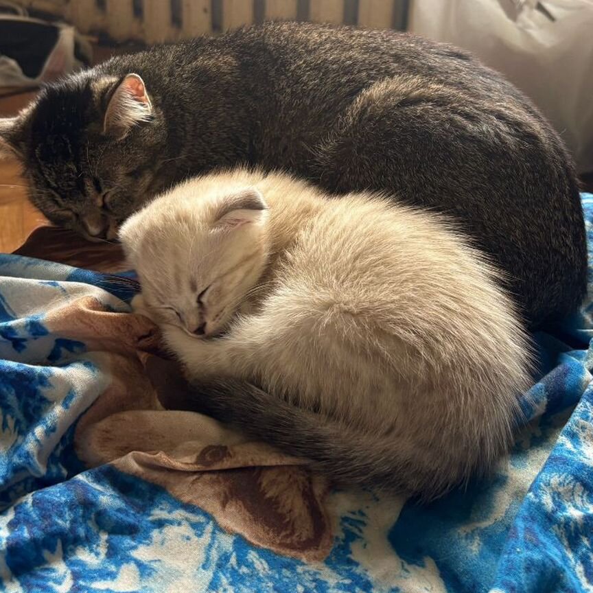 Шотландский вислоухий короткошёрстный котёнок