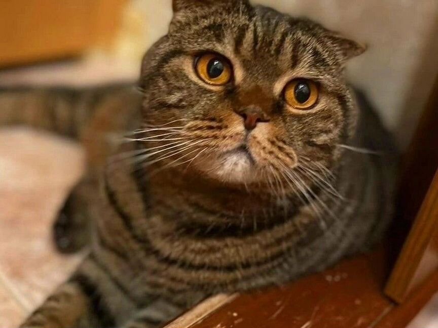 Синди ищет семью