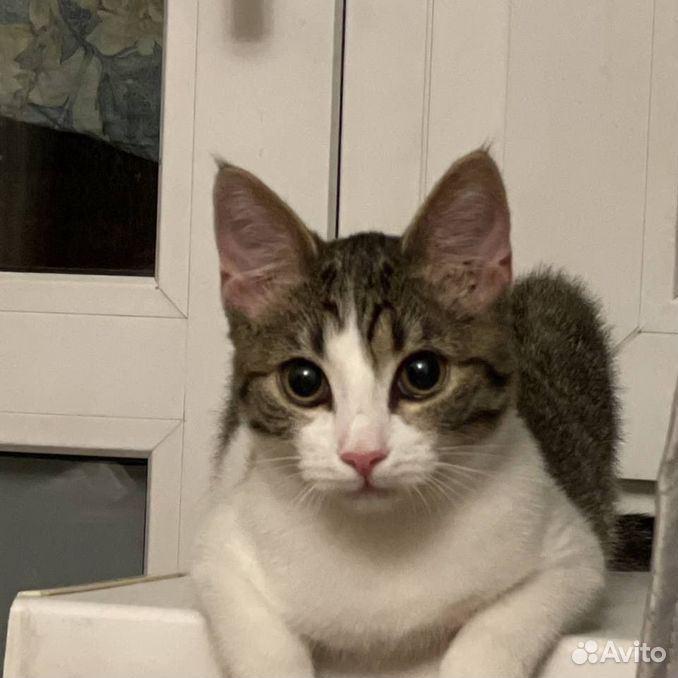 Обычный котенок