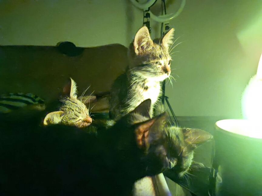 Кот, кошка, котята