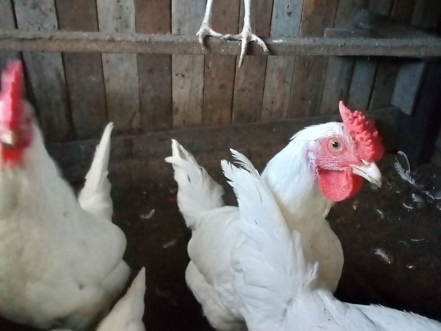 Продажа петушков