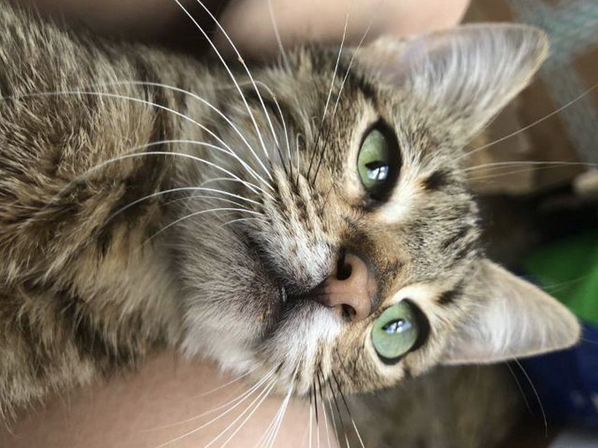 Кошка в добрые руки отдам бесплатно