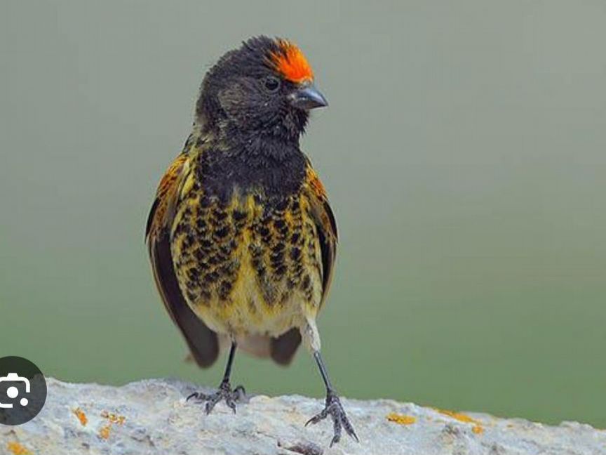 Королевский красношапочный вьюрок