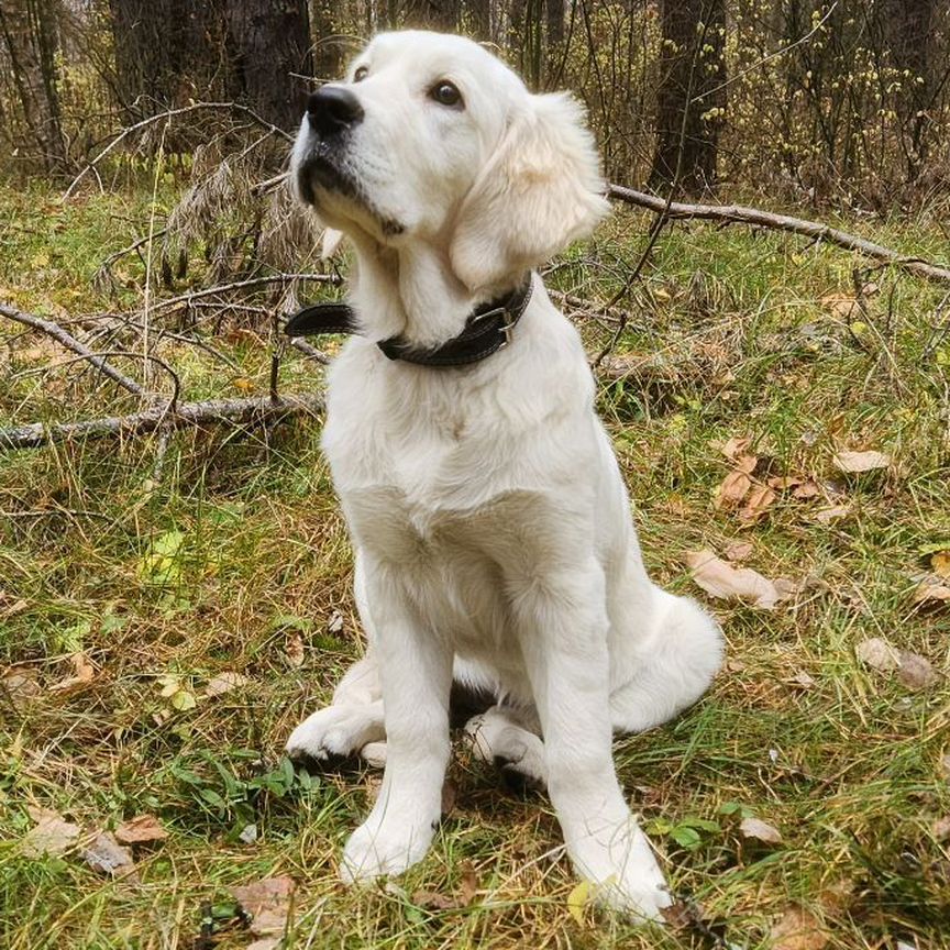 Золотистый ретривер