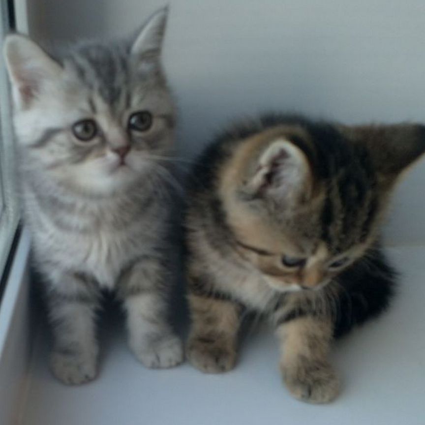 Шотландская