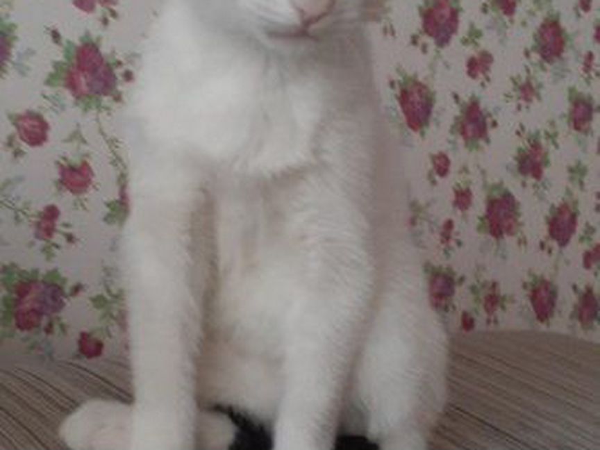 Котята в добрые руки бесплатно мальчик