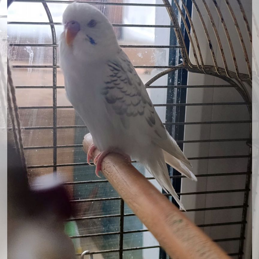 Волнистый попугай девочка