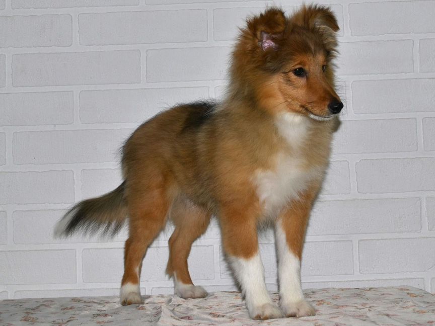 Щенки шелти