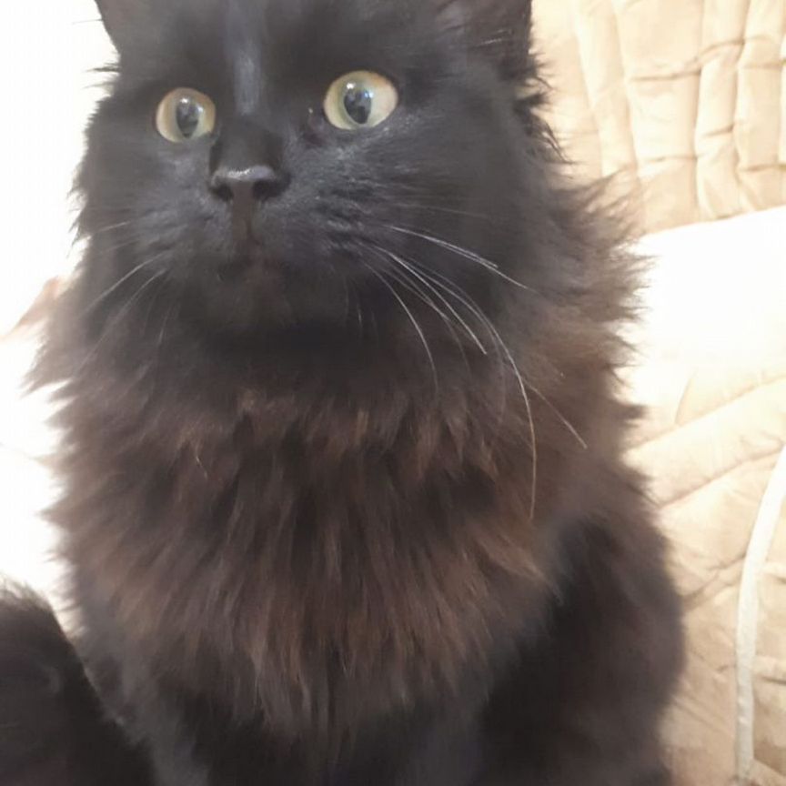 Кошечка Черника в добрые руки