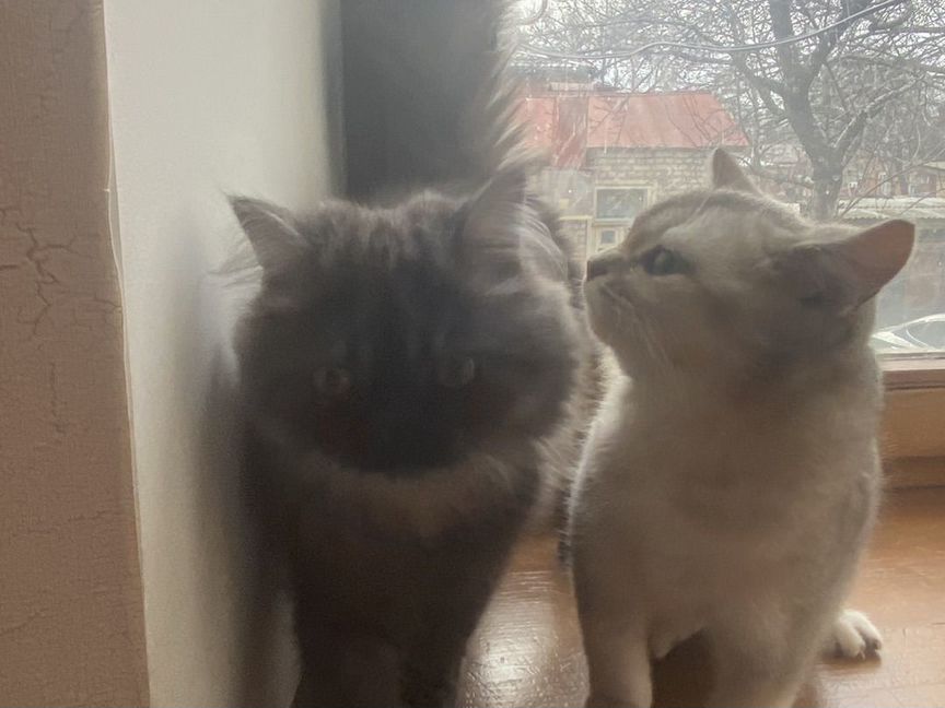 Кошечки