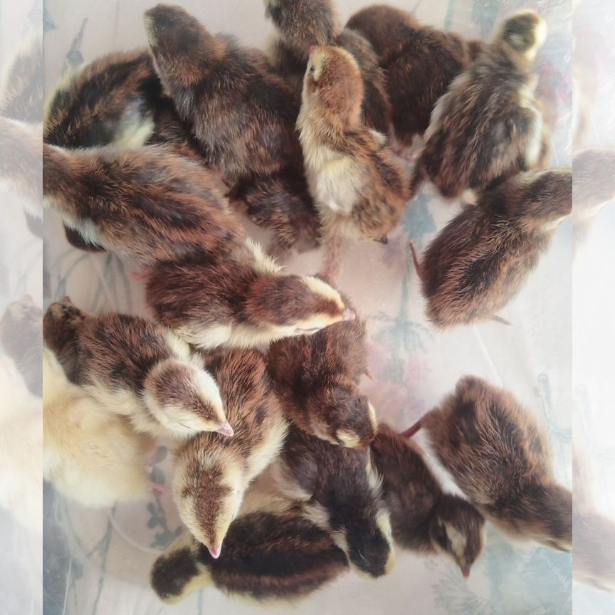 Перепелки цыплята селодон