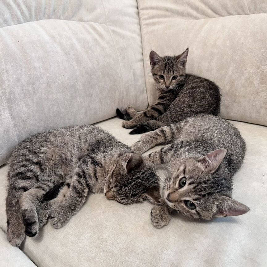 Котята в добрые руки