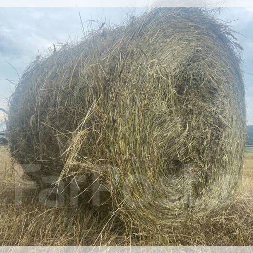 Сено в рулонах луговое
