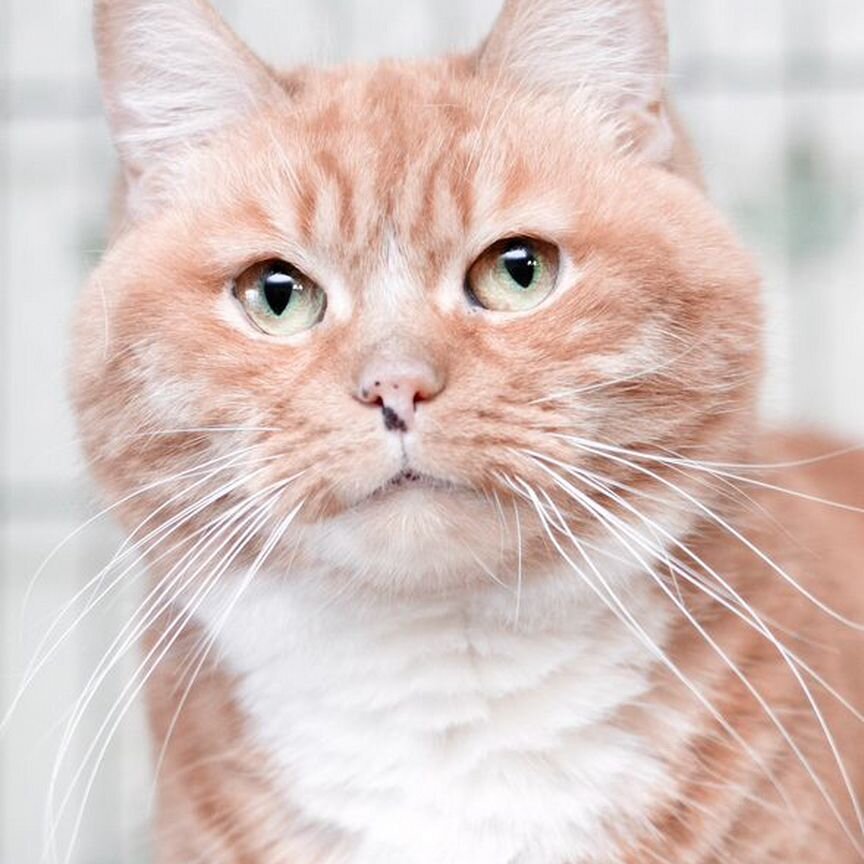 Рыжая редкая спокойная кошка Жужа в дар