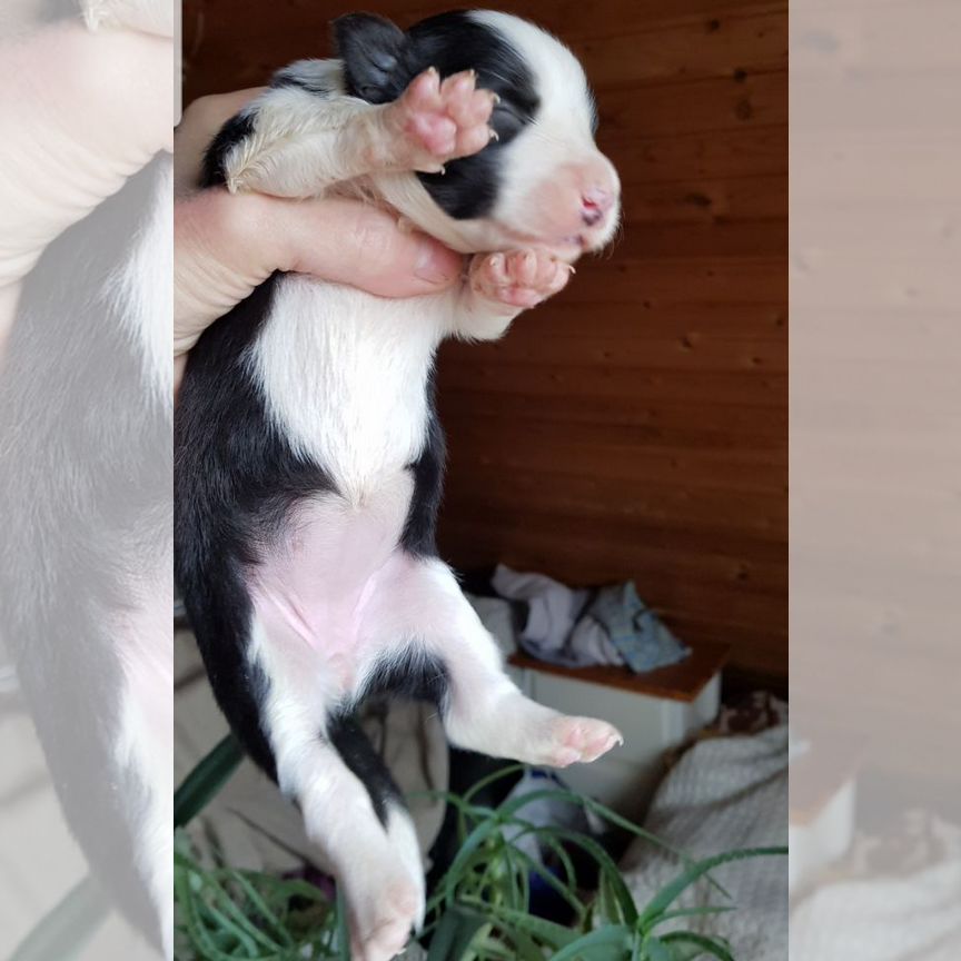 Бордер-колли, щенок