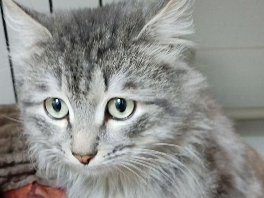 Ждет хозяина