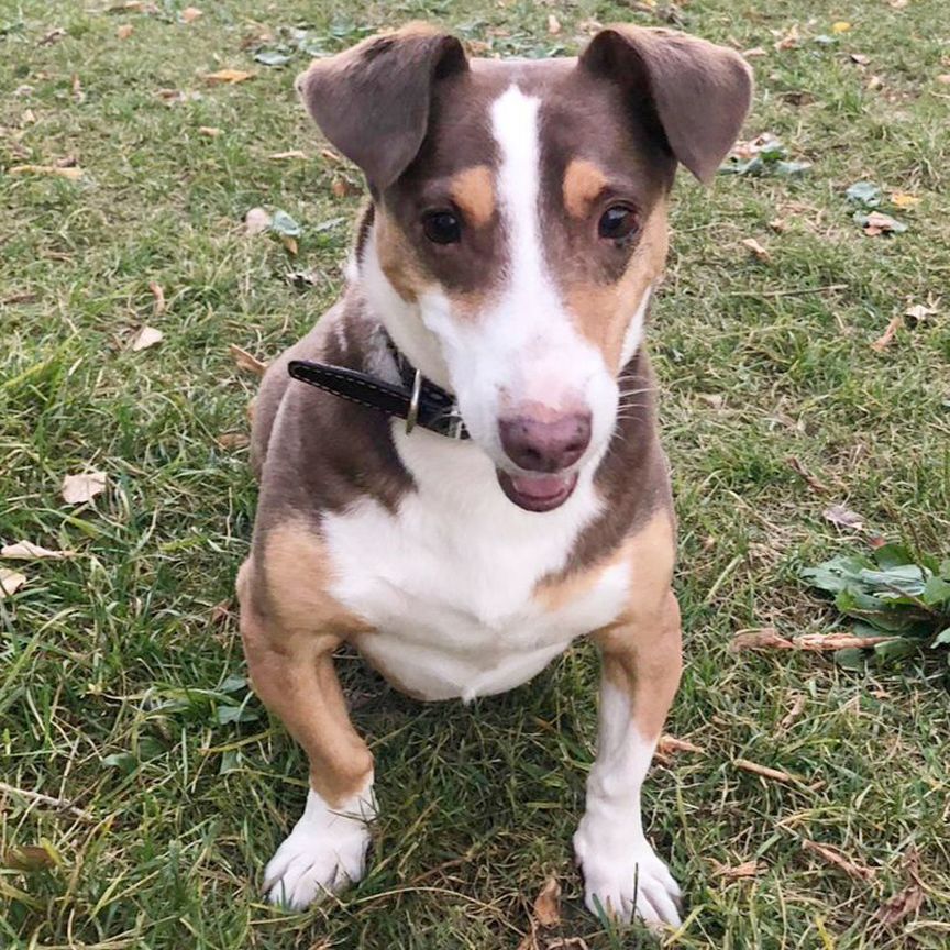 Собачка коротколапик в дар