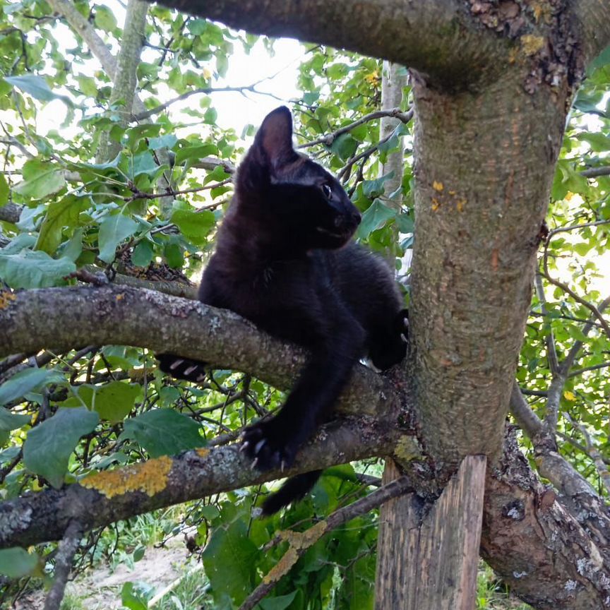 Ориентальная кошка