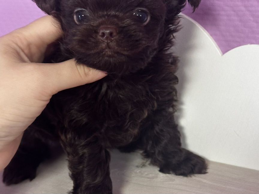 Шоколадный мальчик мальтипу