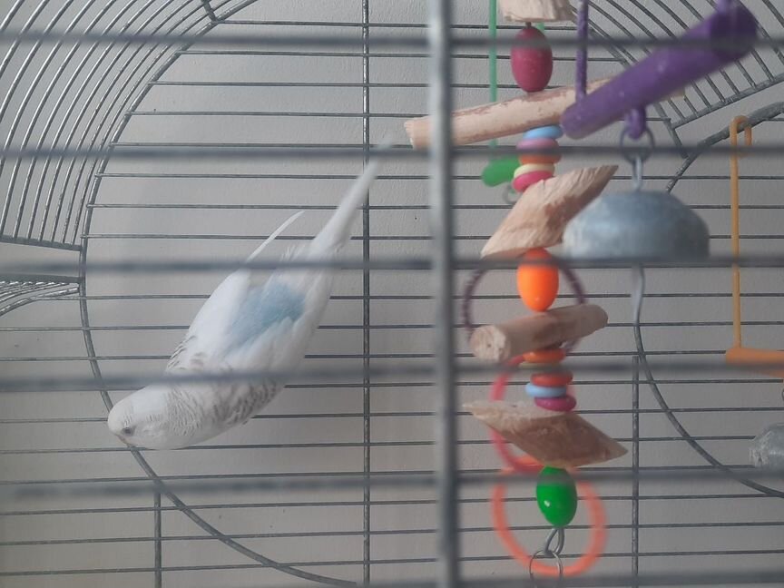 Волнистые попугаи