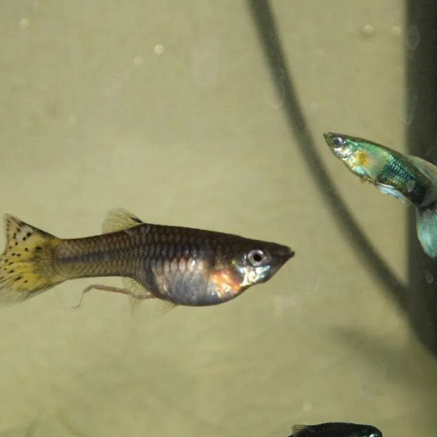 Аквариумные рыбки гуппи