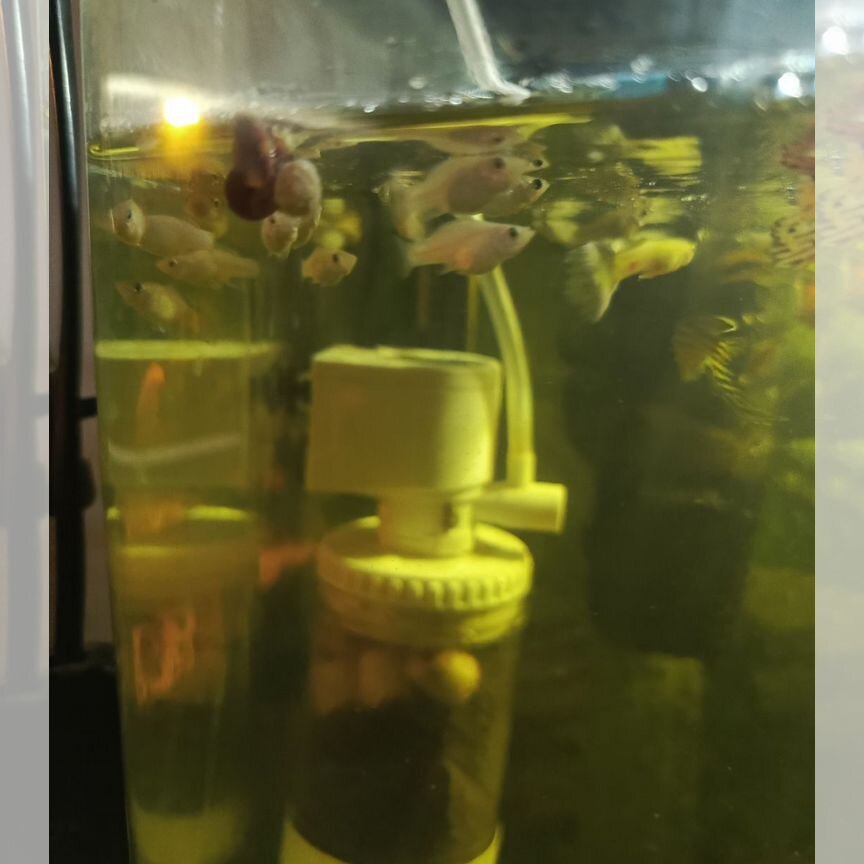 Моллинезия баллон