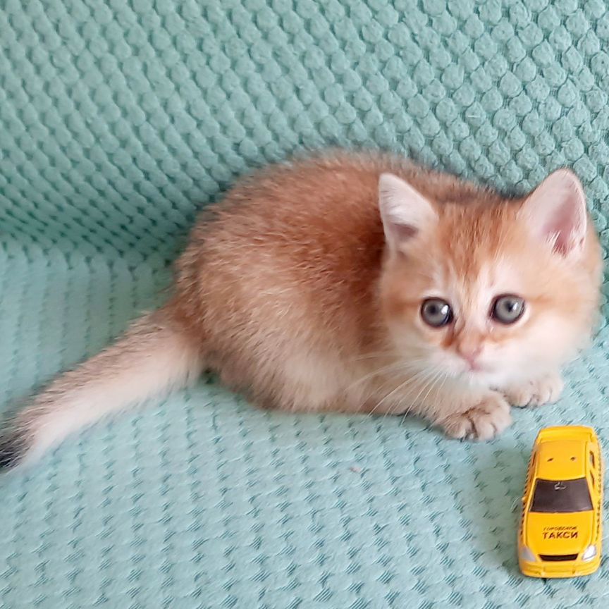 Британские котята