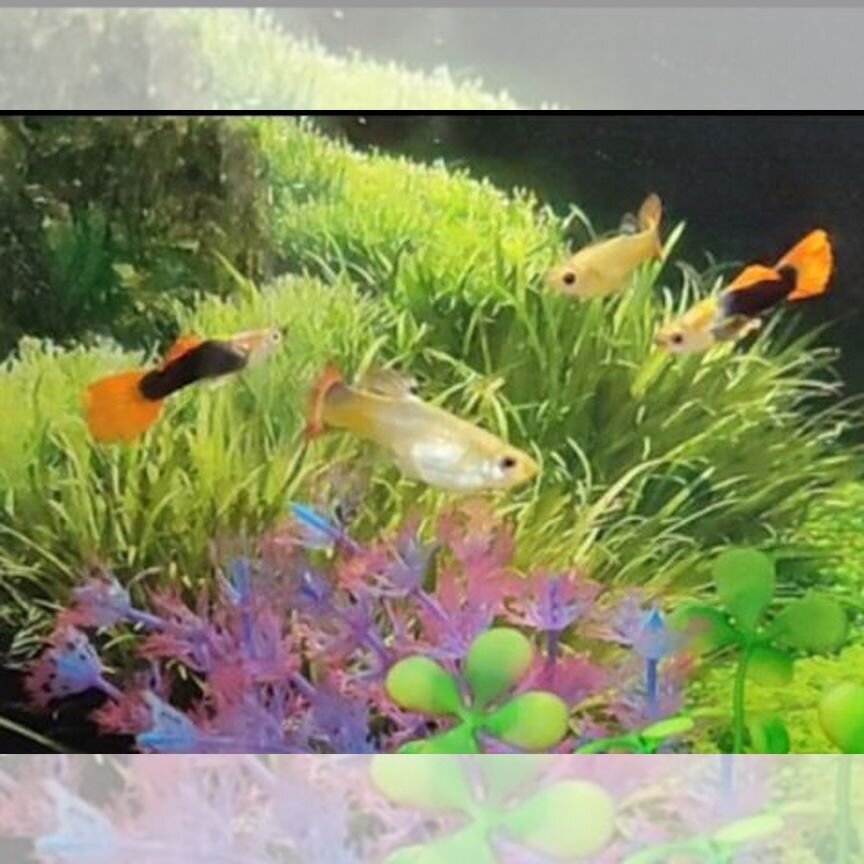 Рыбки гуппи бесплатно